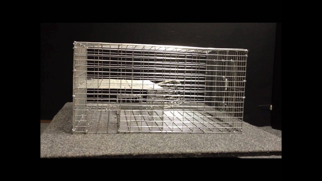 Safe and Humane Sparrow Traps | QSpray - YouTube