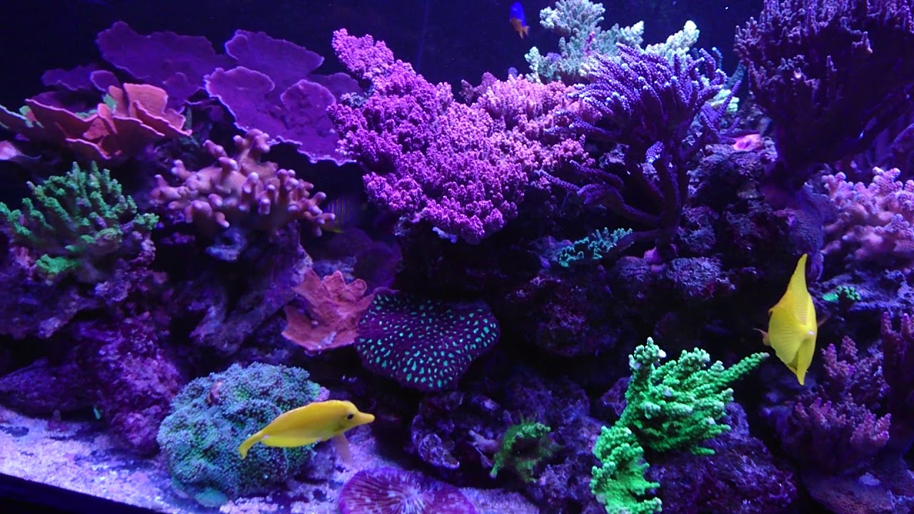 700L reef tank - YouTube