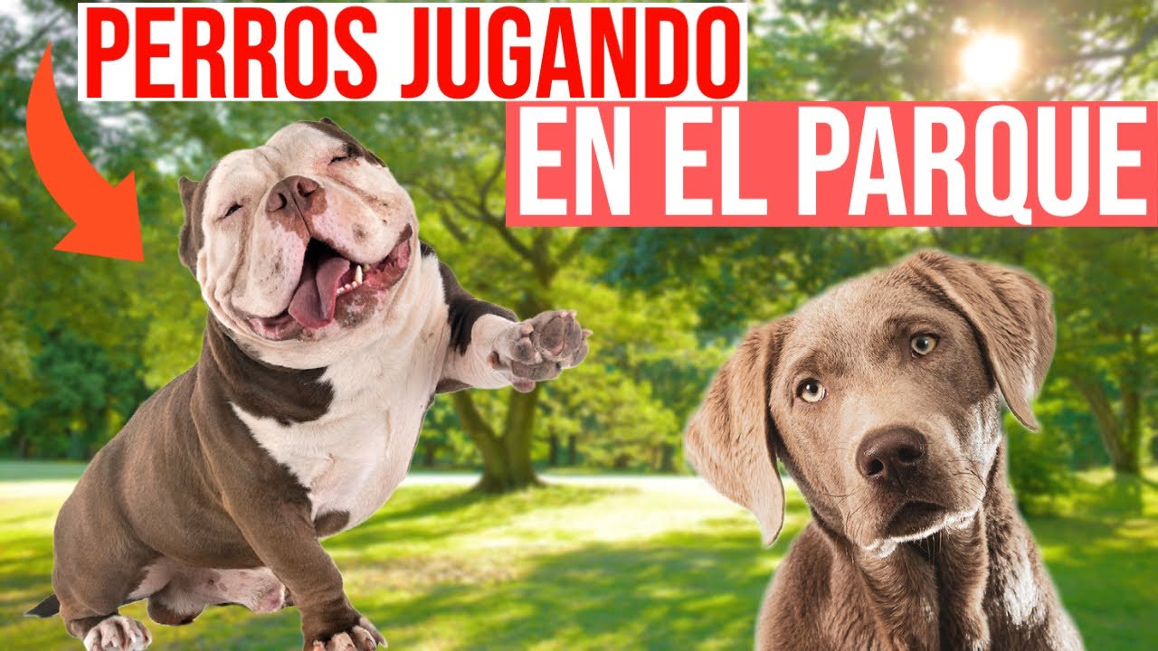 Perros Jugando En El Parque Amazon.com: BELISIIS Dos Perros Corriendo