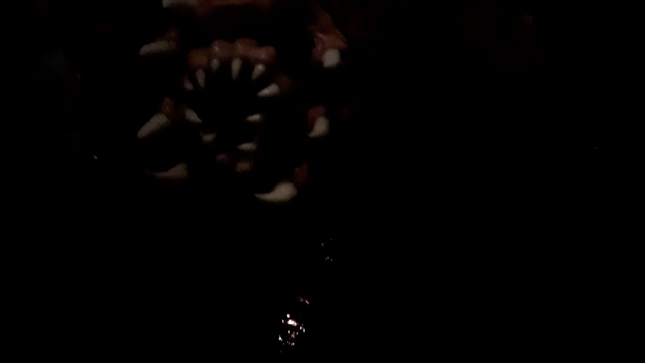 NEW CREATURE FOUD. MAN EATING GIANT WORM IN AFRICA JUNGLE - YouTube