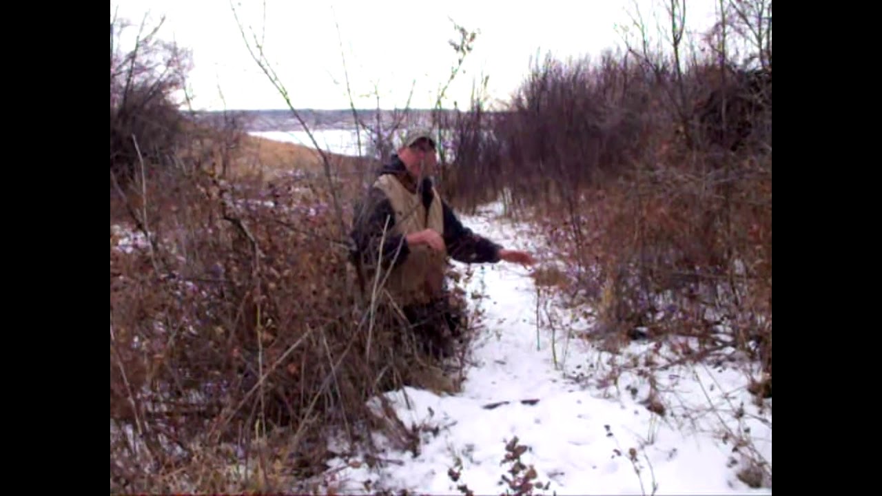 Winter Coyote Snaring - YouTube