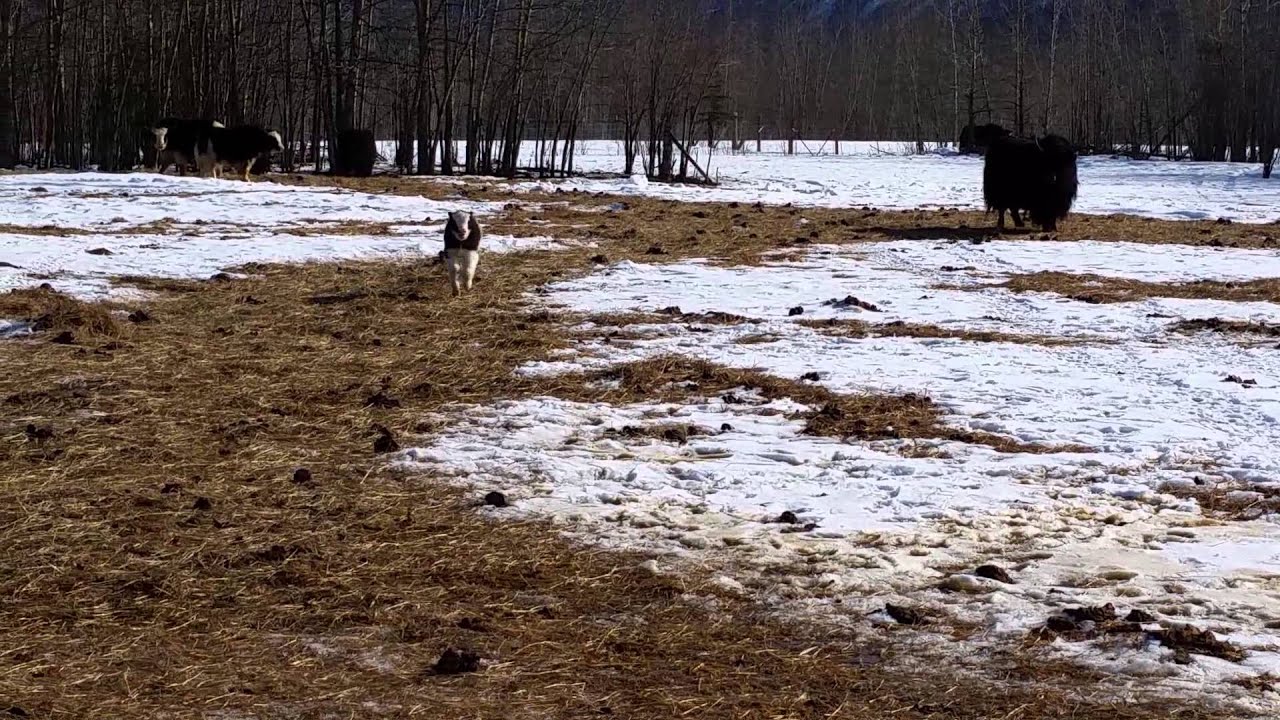 Rocket the Royal Yak Calf - YouTube