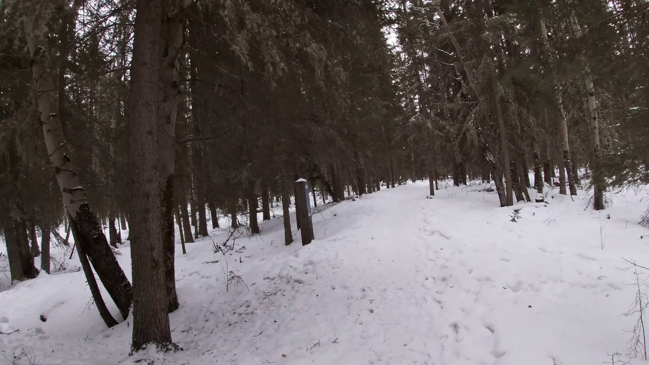 Winter Hike: Fenland Trail Loop in Banff, Alberta, Canada - YouTube