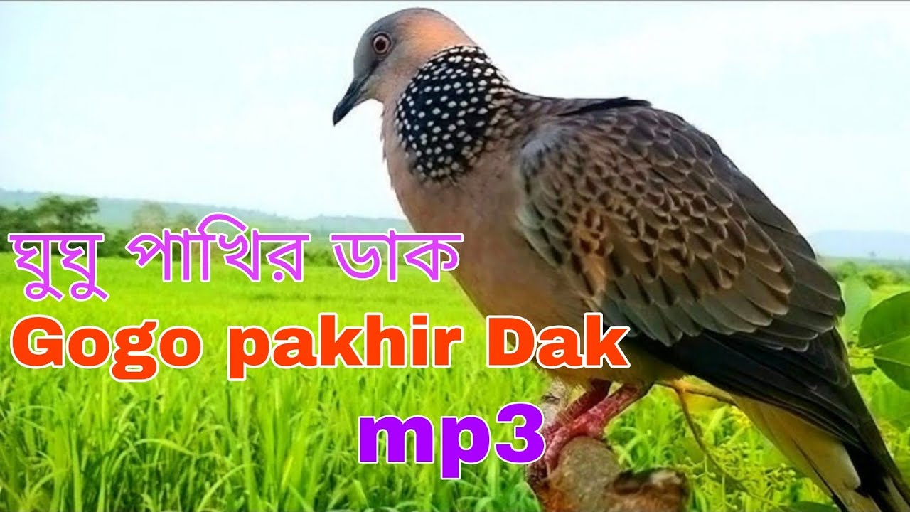 👉 "ঘুঘু পাখির ডাক | Gogo Pakhir Dak | ঘুঘু পাখির আওয়াজ | Dove Bird ...