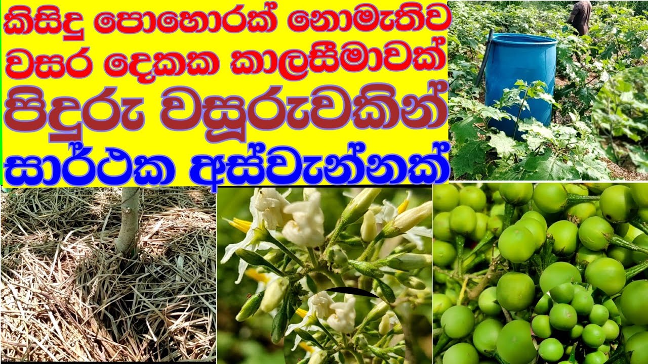 පිදුරු වලින් වසූරක් යොදා අවුරුදු දෙකක් ඇතිතරම් තිබිබටූ අස්වැන්නක් ගන්න ...