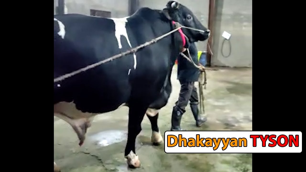 Biggest Cow TYSON in Dhaka | Dhakayyan Agro 2021 Collection | The Taste ...