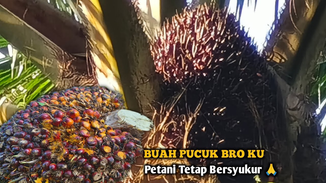 PANEN SAWIT POKOK TINGGI MUSIM TREK PETANI TETAP BERSYUKUR BRO KU - YouTube