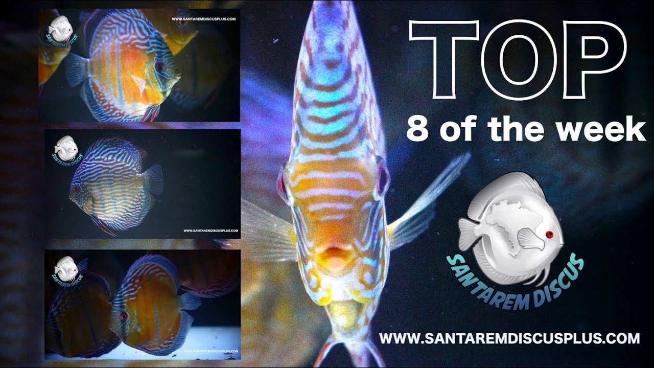 TOP 8 of the week in www.santaremdiscusplus.com - YouTube