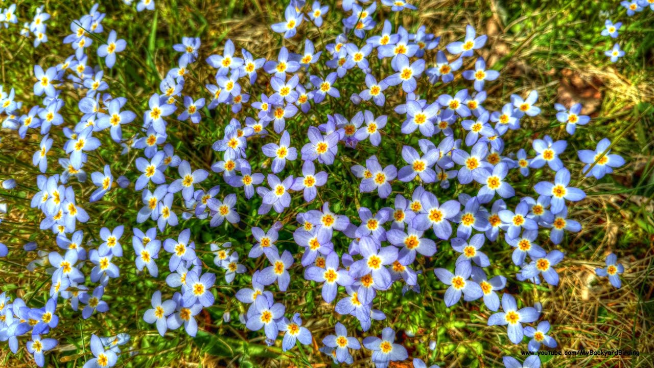 Azure Bluet Flower Meaning - Home Alqu