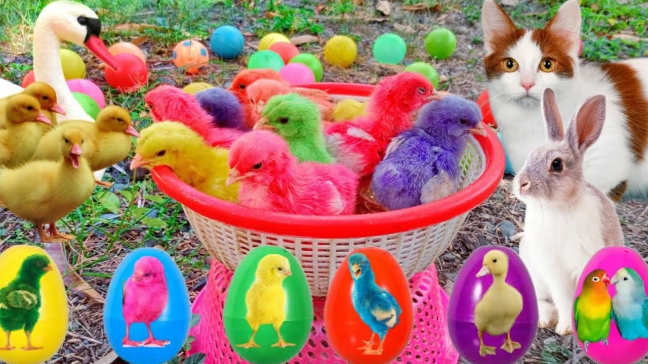 Catch Cute Chickens, Colorful Chickens, Rainbow Chicken, Rabbits, Cute ...
