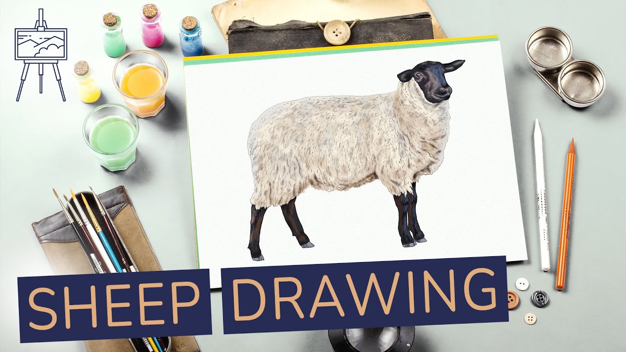 Realistic Lamb Drawing