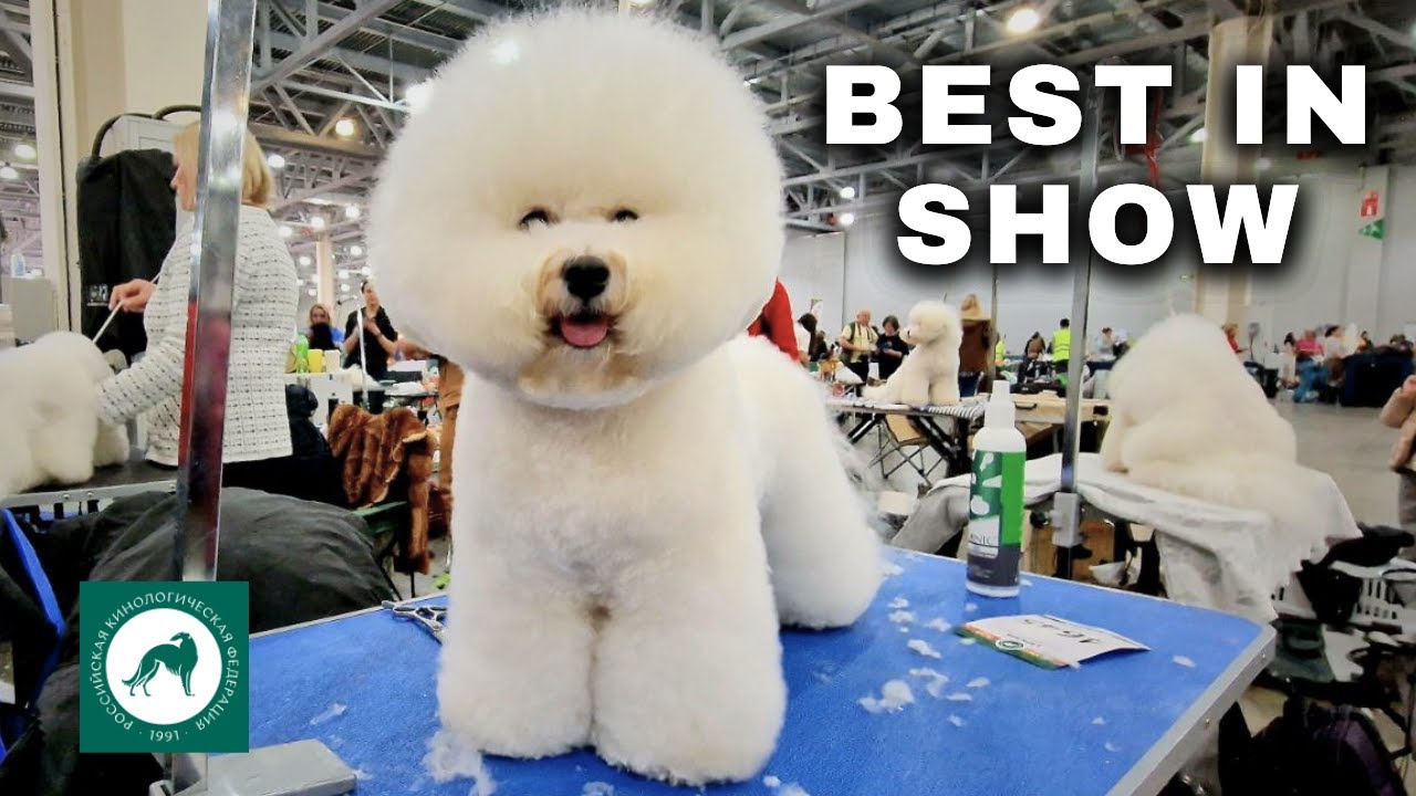 I Went to the Largest DOG SHOW in Russia: Eurasia 2023 - YouTube