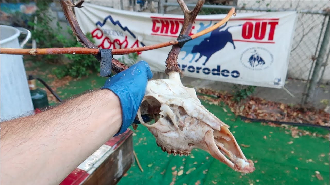 DIY European Deer Skull Mount - Start to Finish - YouTube