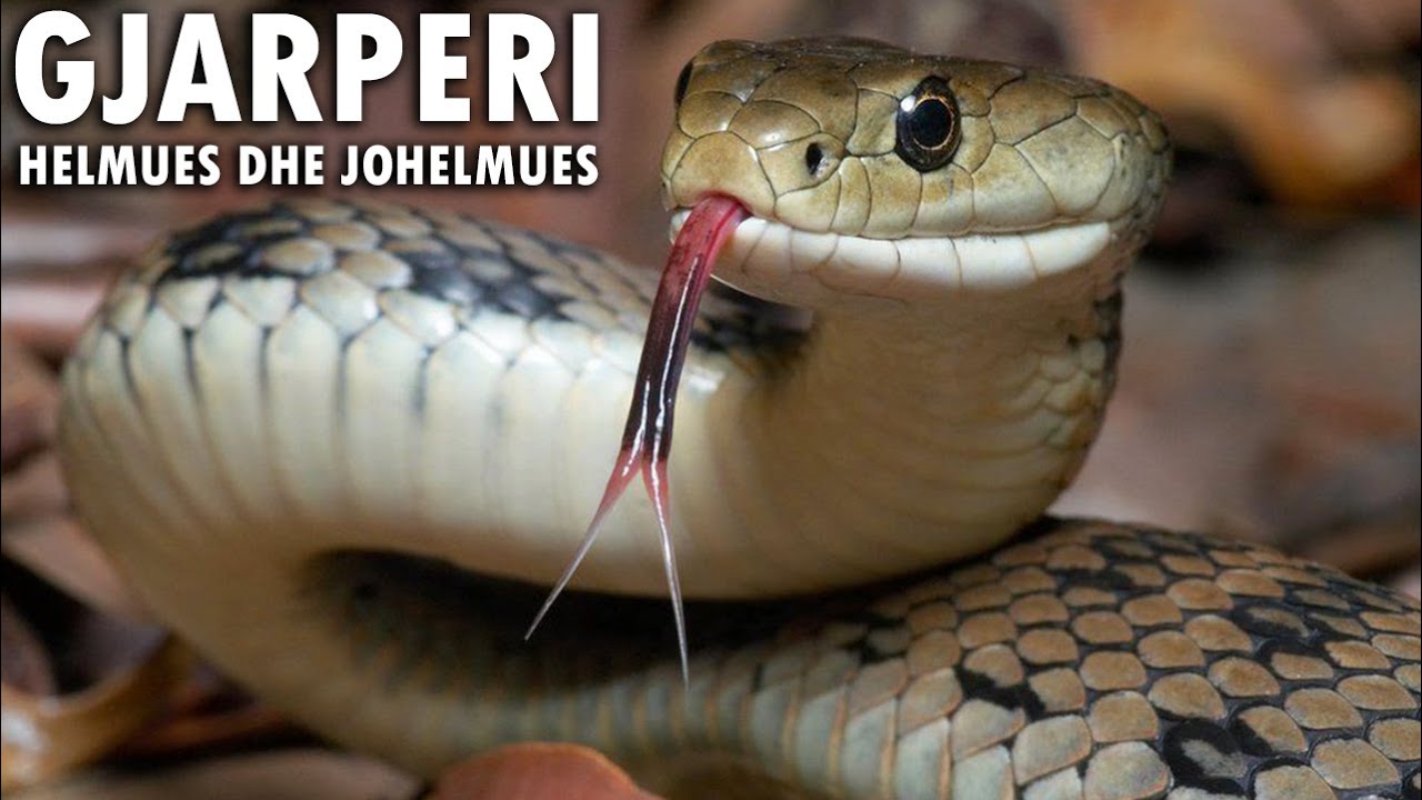 Gjarperi helmues dhe johelmues. Fakte mahnitese qe duhen mesuar! Pjesa ...