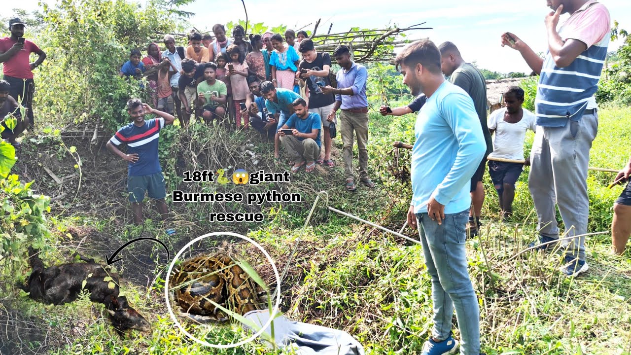 18 Feet Python Rescue in Assam 😱 #bigsnake @snakesaverrahul - YouTube