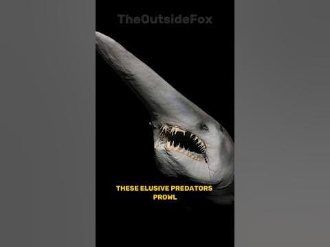 The Goblin Shark Remains An Enigma - YouTube