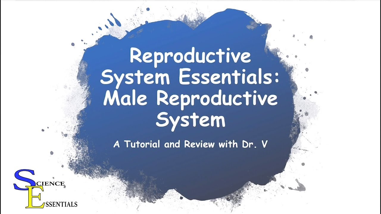 Male Reproduction System Essentials | Dr. V - YouTube