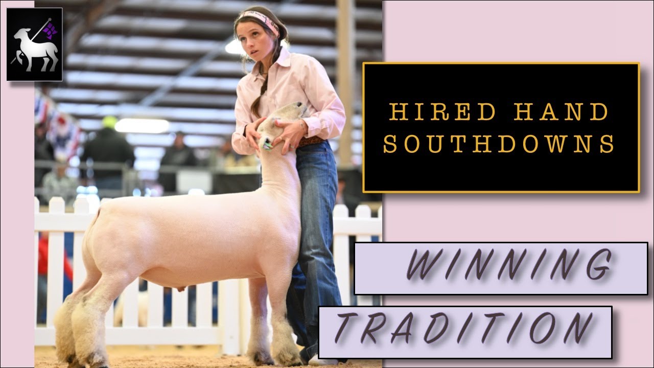 Champion Lambs | Hired Hand Southdowns Interview - YouTube