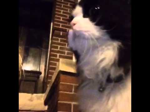 Stoop Cat Minkus - YouTube