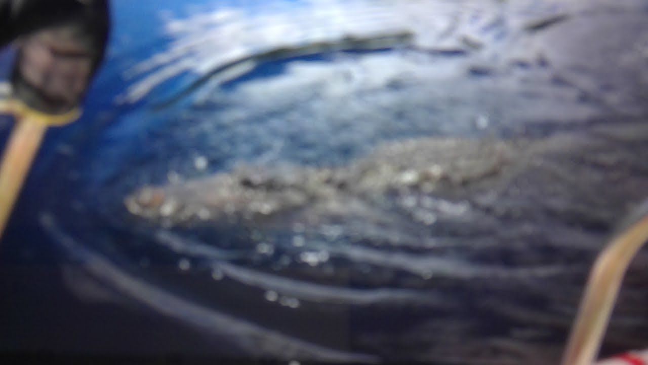 Insanse croc encounter (15 foot) - YouTube