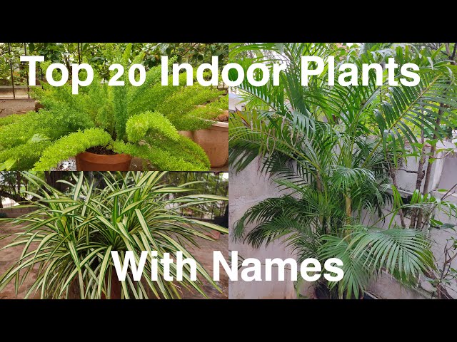Names Of Indoor Trees