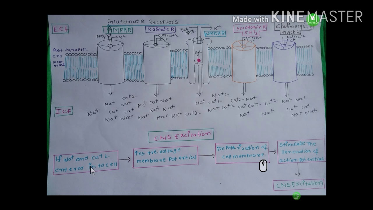 Mechanism of action of barbital sodium(barbiturates) and ...