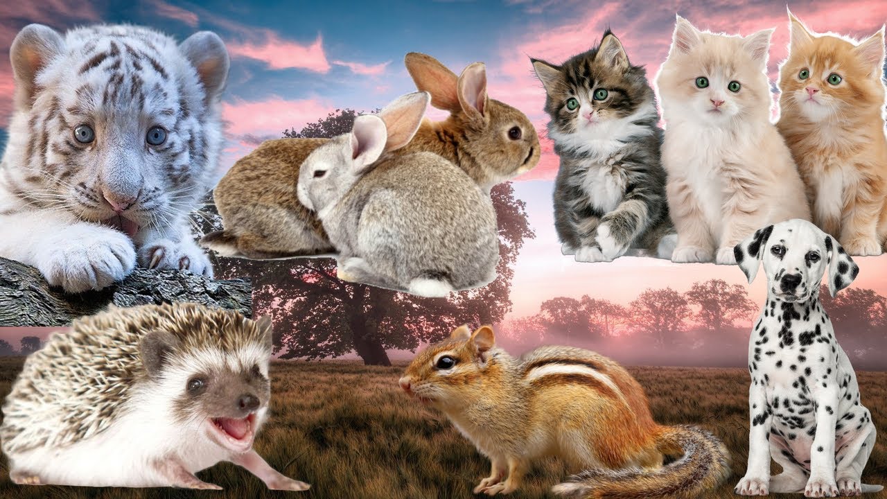 Little Cute Animals Sound - Hedgehog, Rabbit, Baby Sheep, Lemur, Koala ...