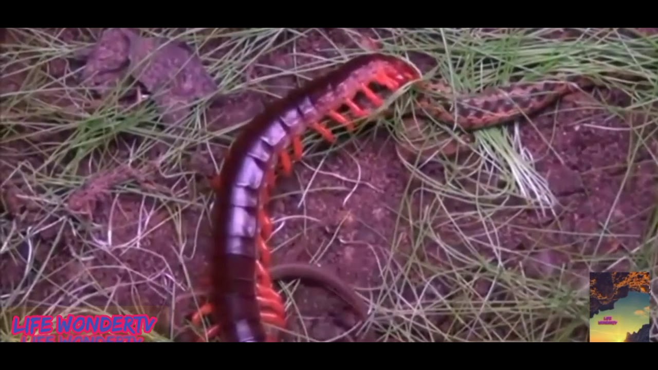 Giant Centipede vs Snake, real fight! #attack #suvival #LifeWonderTV ...