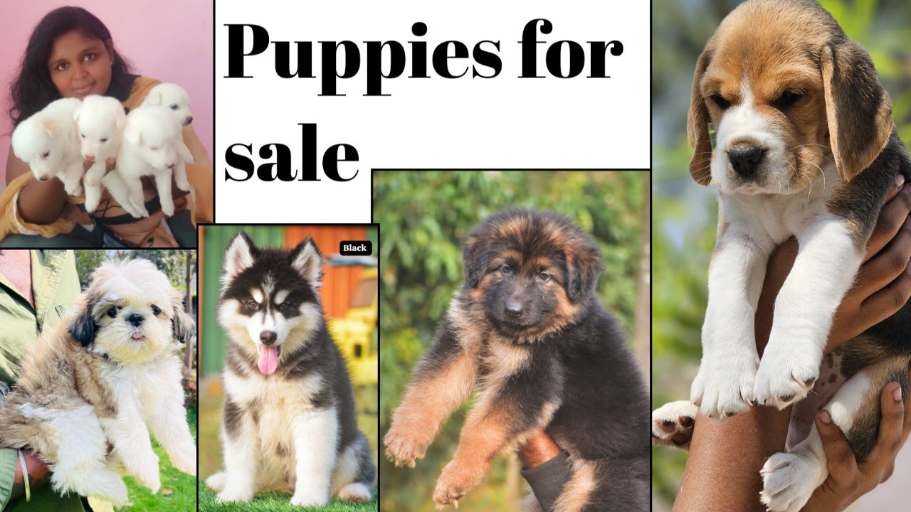 Puppies for sale | Pomeranian | shihtzu | German shepherd | Maltese ...