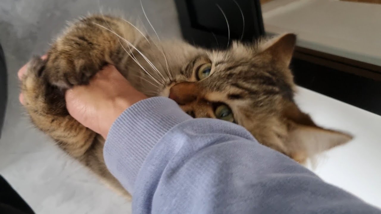 Let me in! I have to bite your hand ️ 😼| cute funny cat appartement cat ...