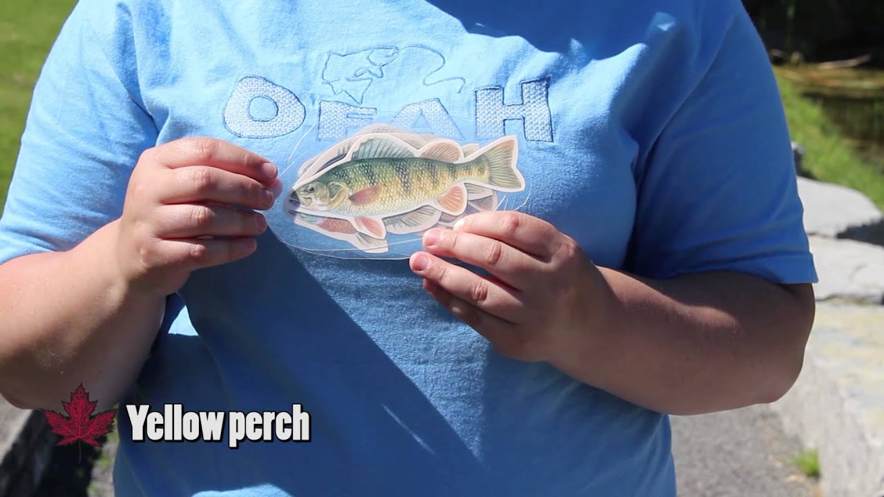 Panfish Identification - YouTube
