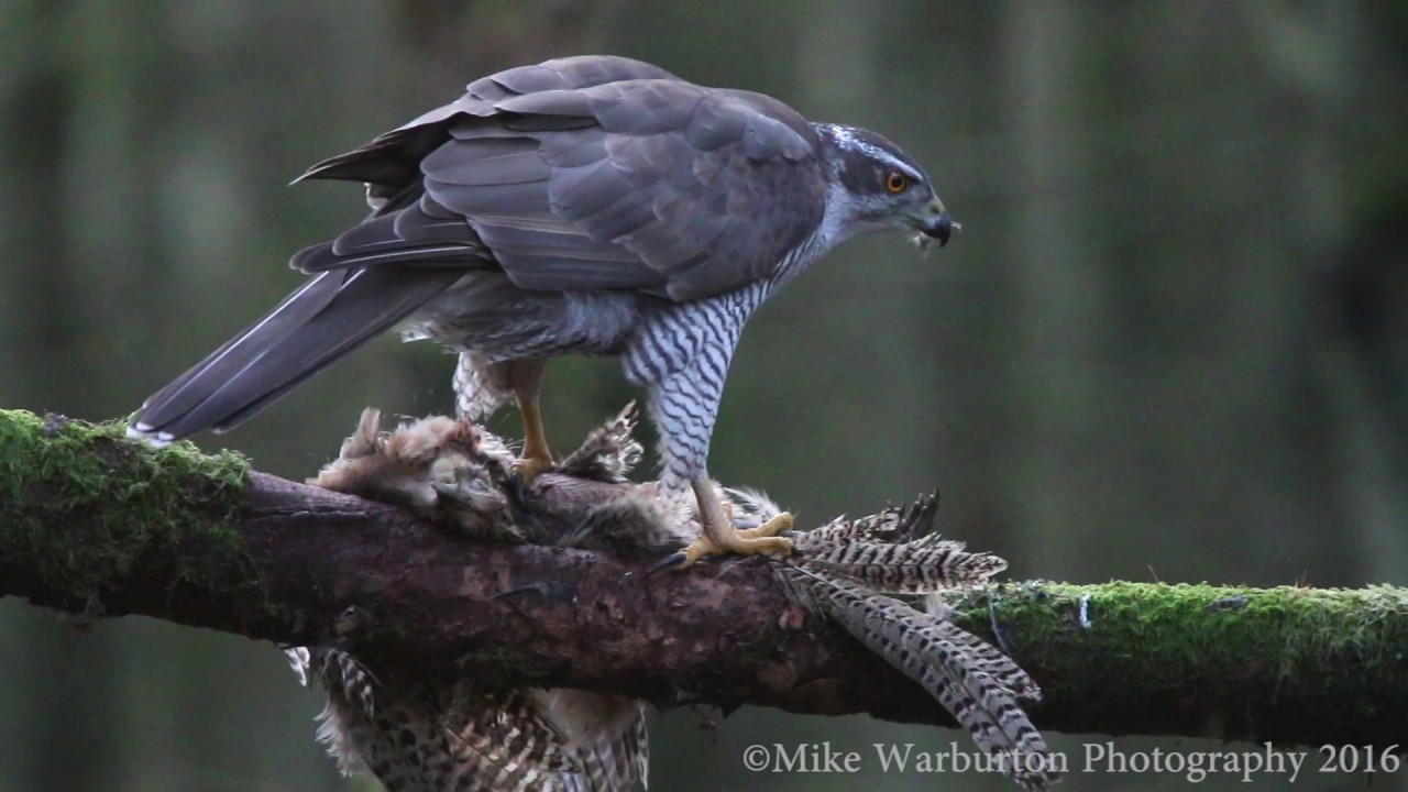Northern Goshawk feeding - YouTube