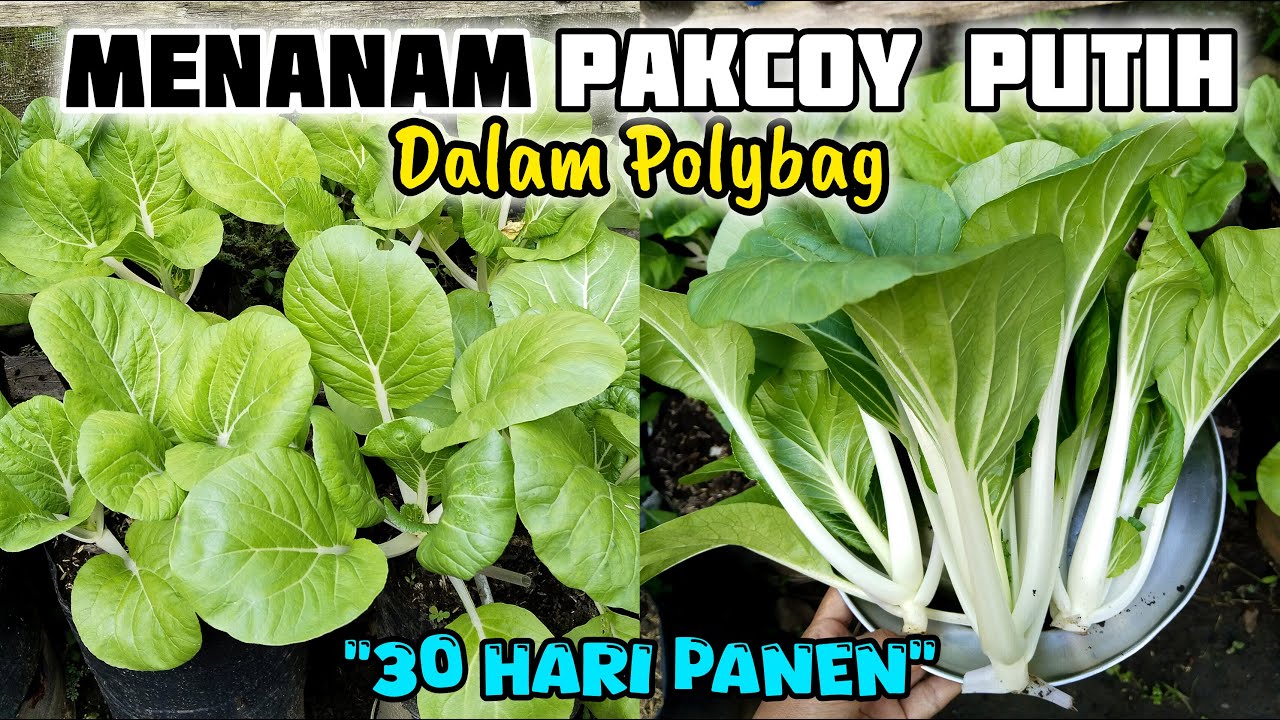 Cara Menanam Pakcoy Putih Dalam Polybag Dari Semai Sampai Panen - YouTube