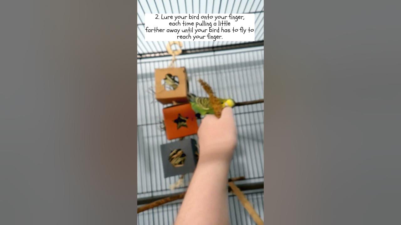 How to train your bird to fly to you (simple!) - YouTube