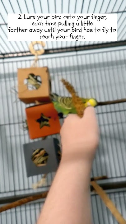 How to train your bird to fly to you (simple!) - YouTube