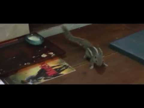 THE SQUIRREL.mpg