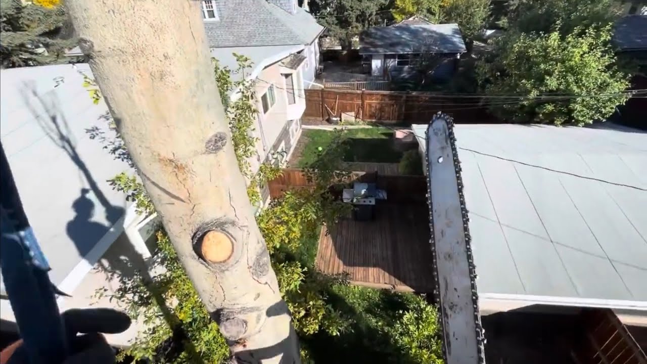Unwanted Aspen Tree Removal - YouTube