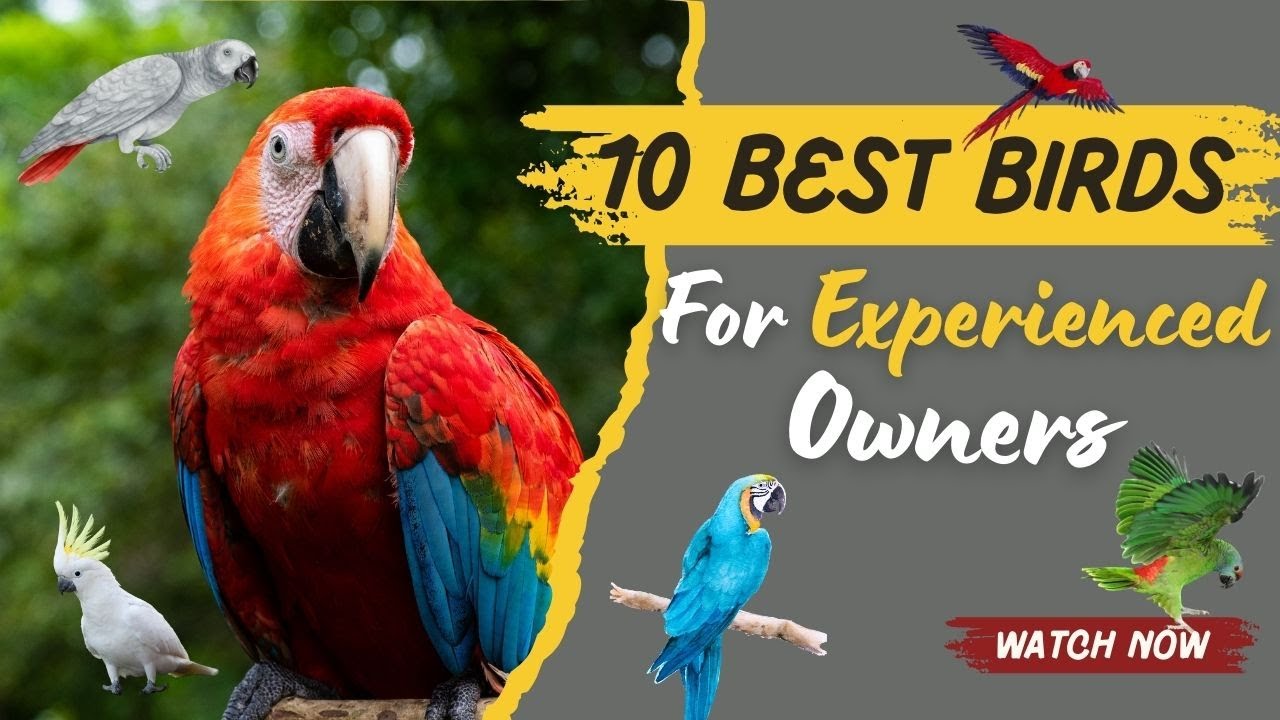 10 Best Birds For Experienced Bird Owners - YouTube