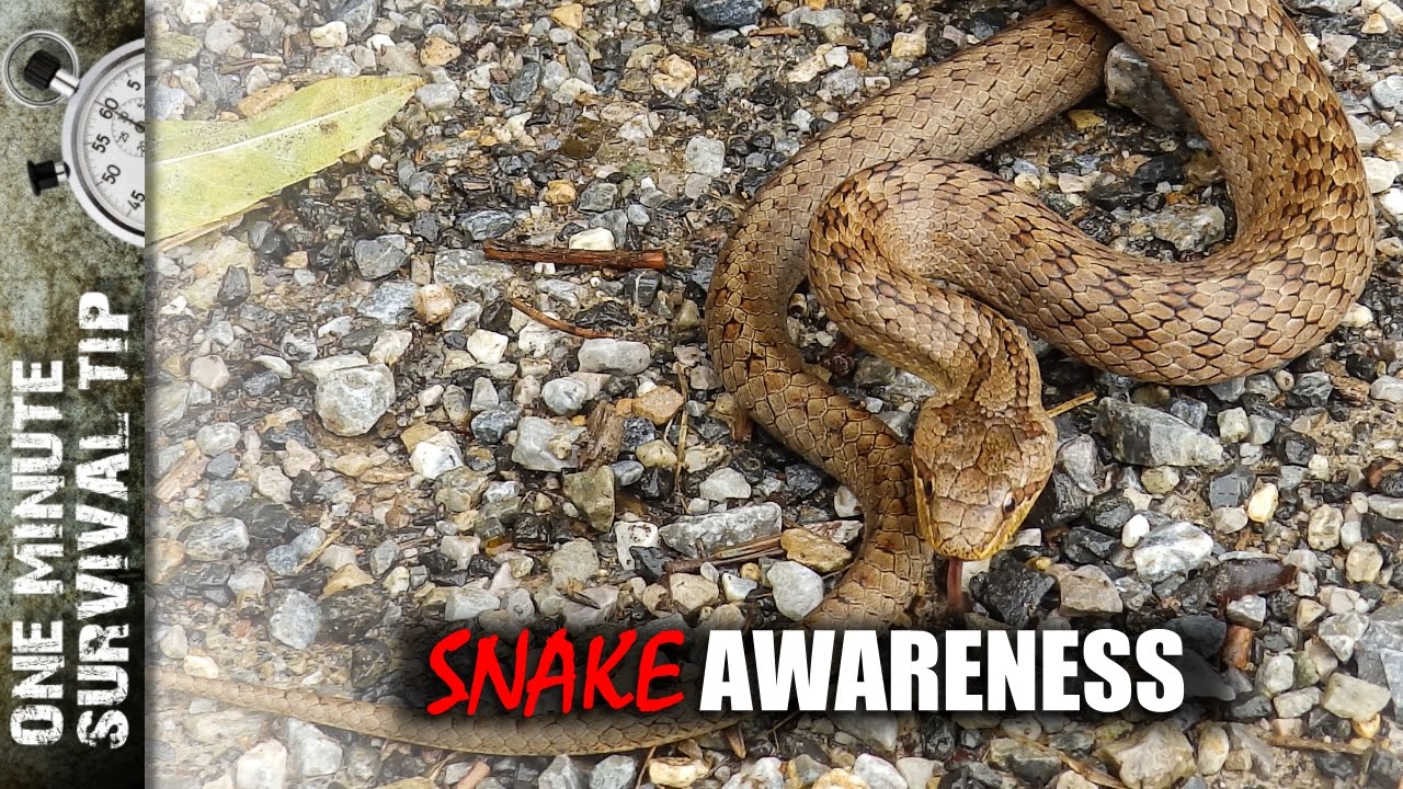 Snake awareness - one minute survival tip - YouTube