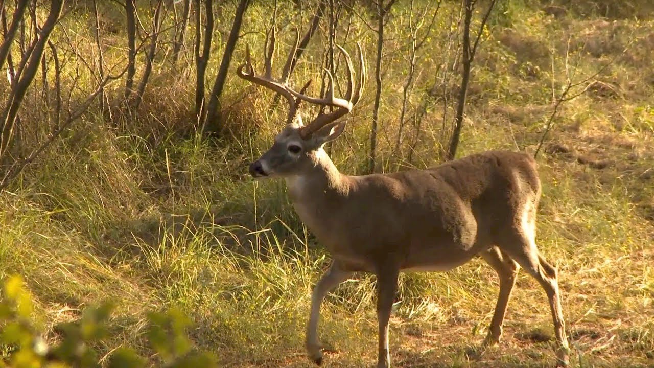 Giant Whitetail On Opening Day - - YouTube
