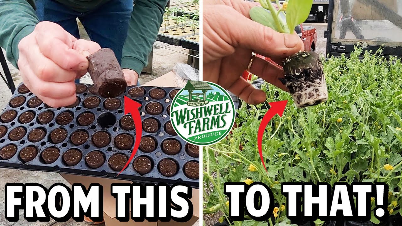 My SECRET to Growing STRONG Seedless Watermelon Plants! 💪🍉 - YouTube