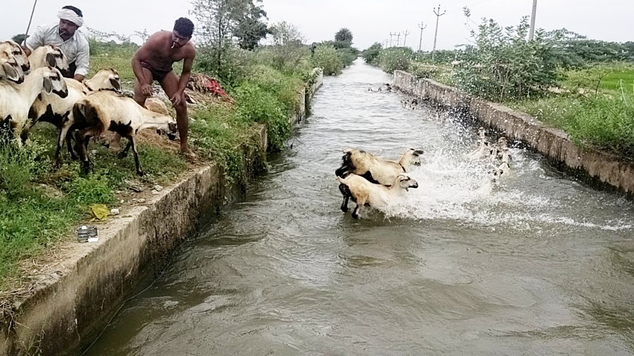 sheep swimming in water-sheep swimming-river crossing-sheep jumping ...
