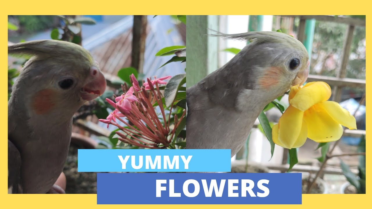 My teme cockatiel is enjoying flowers ️ - YouTube