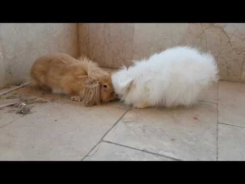 Dişi Lop Tavşanı Çiftleşmek İstiyor Buyrun