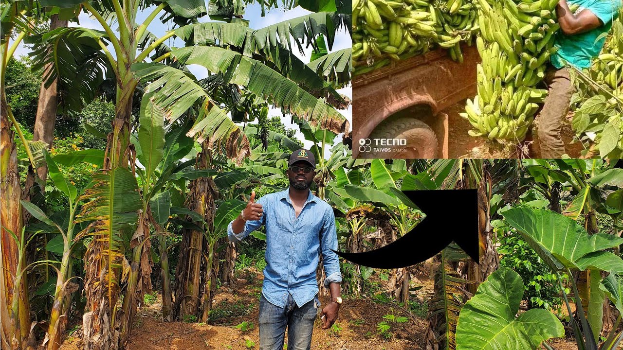 Comment reussir une MISE EN PLACE des rejets de BANANIER PLANTAIN en ...