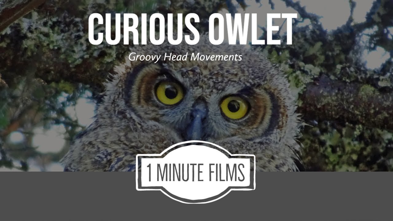 Curious Owlet ~ 1 Minute Films - YouTube