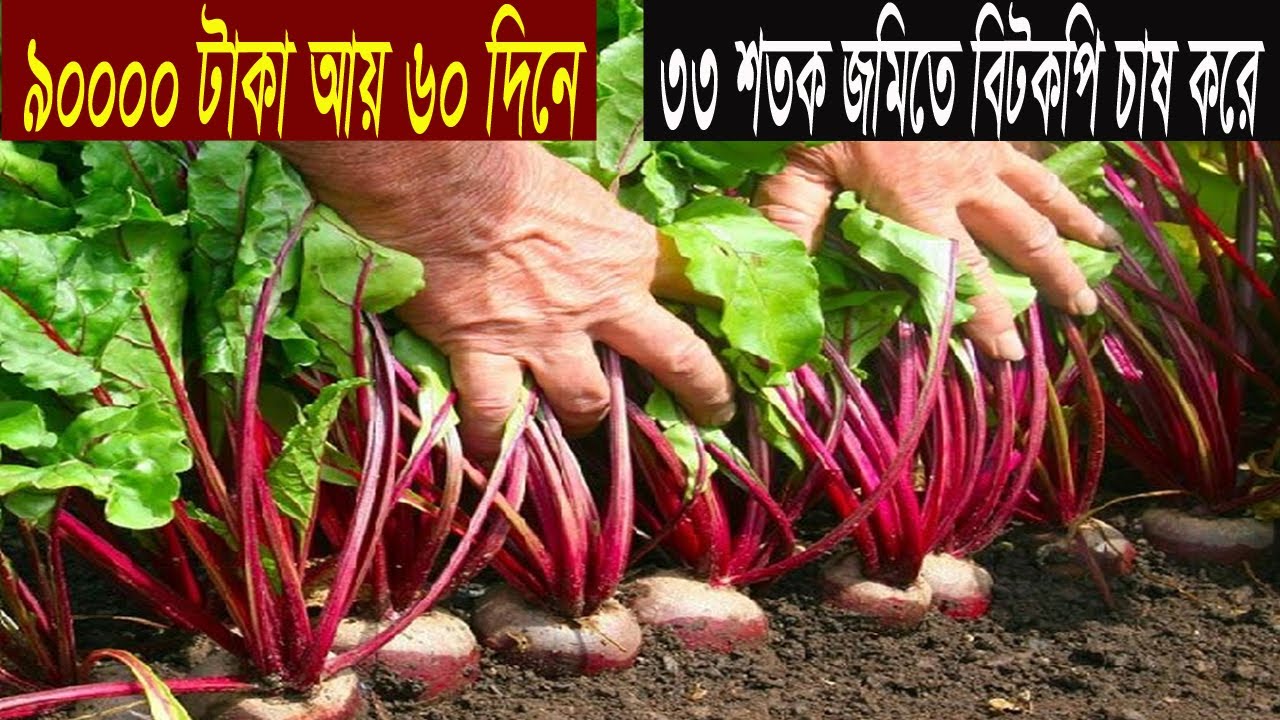 বিট কপি চাষ করে ৯০০০০ টাকা আয় - সহজ পদ্ধতিতে বিট চাষ - সবজি চাষ ...