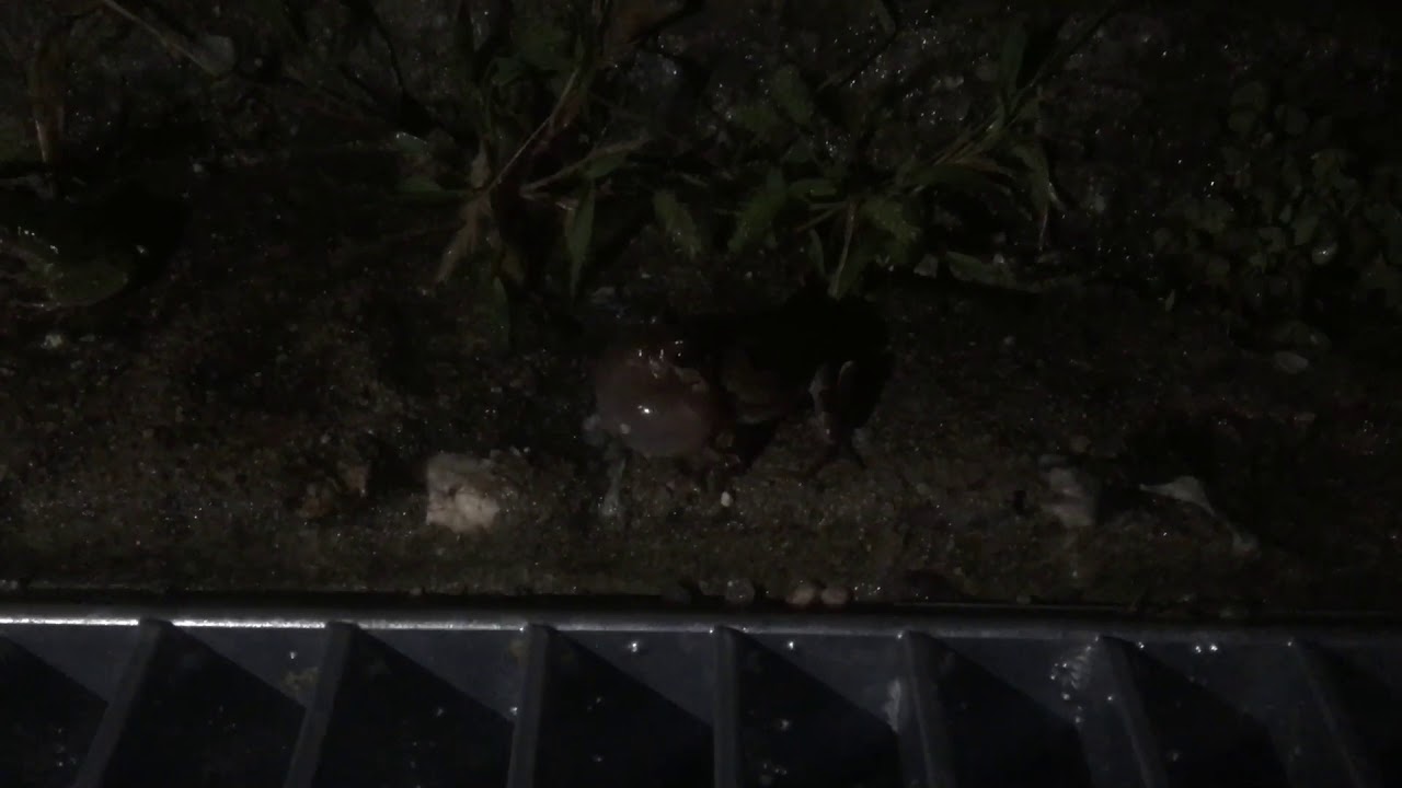 Korean Tree frog - YouTube