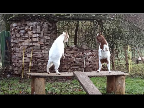 Dwarf Goat Delight: Graceful Dance on the Podium! - YouTube