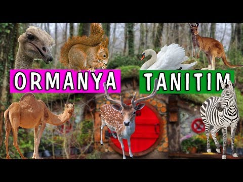 Ormanya Tanıtım Filmi
